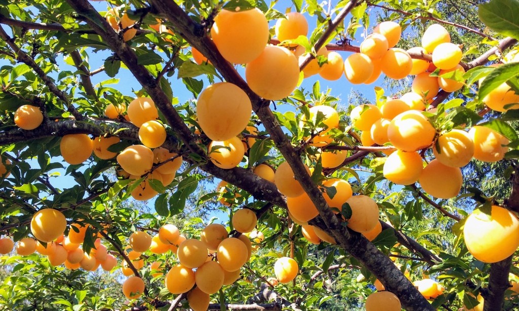 The Well of Grief, a poem by David Whyte – Elizabeth Ü